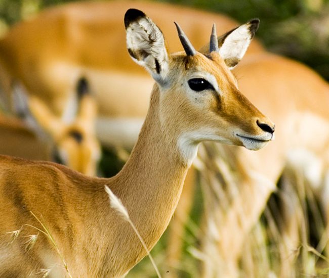 5 Days Tanzania Logde Safari - Mujuni African Adventures